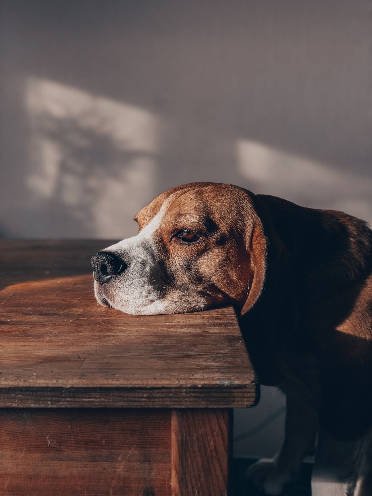 Omschrijving van het ras - Beagle Club