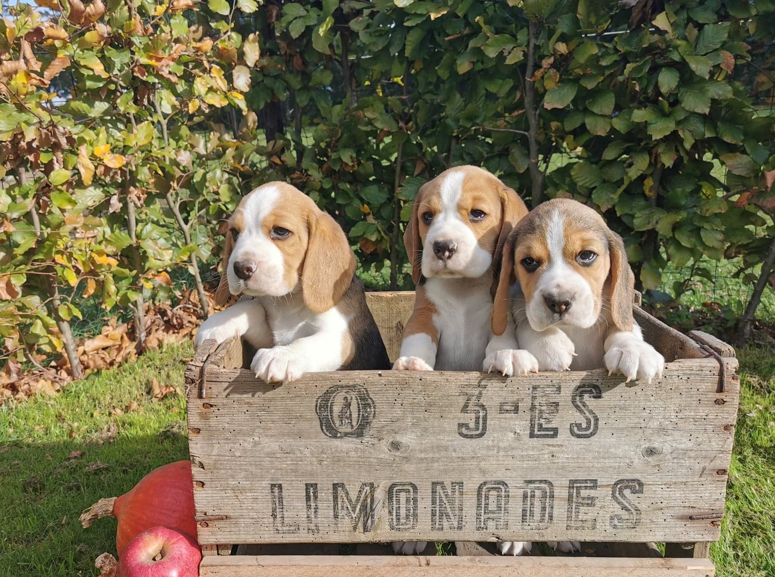 From Elly's Pack - Beagle Club