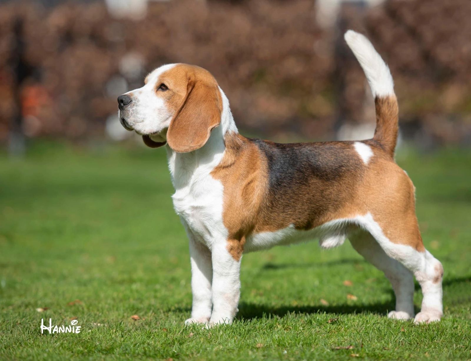 Basic's Drive Beagles - Beagle Club