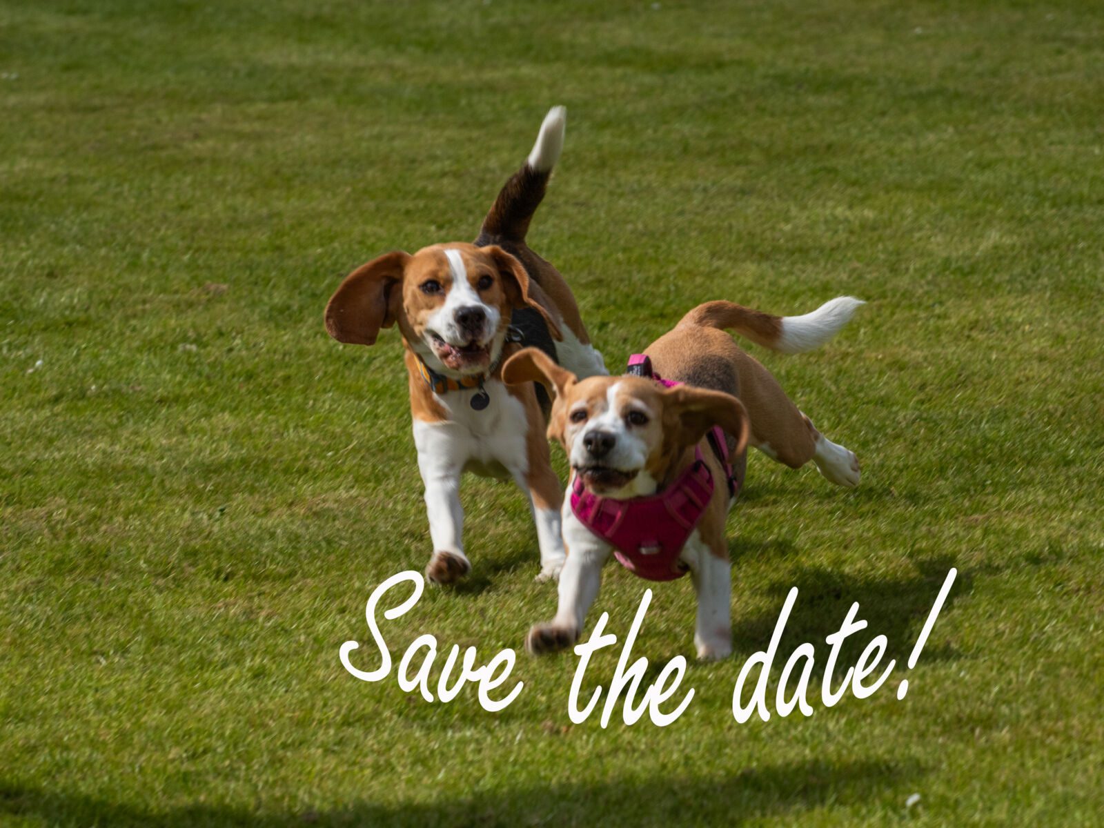 Evenementen 2025 - Beagle Club